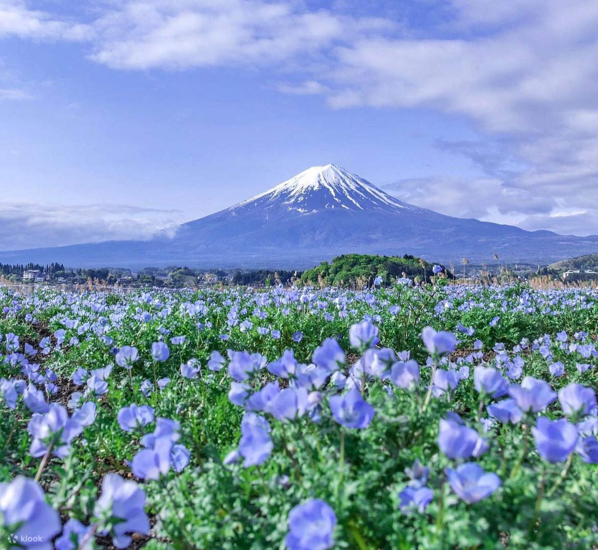 [One-day tour to Mount Fuji’s popular flower viewing spots] Oishi Park ...
